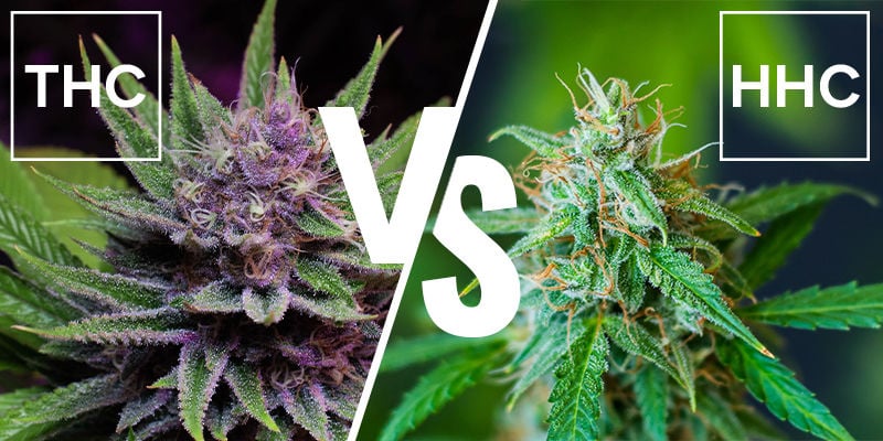 Tout Ce Quil Faut Savoir Sur Lhexahydrocannabinol Hhc Zamnesia